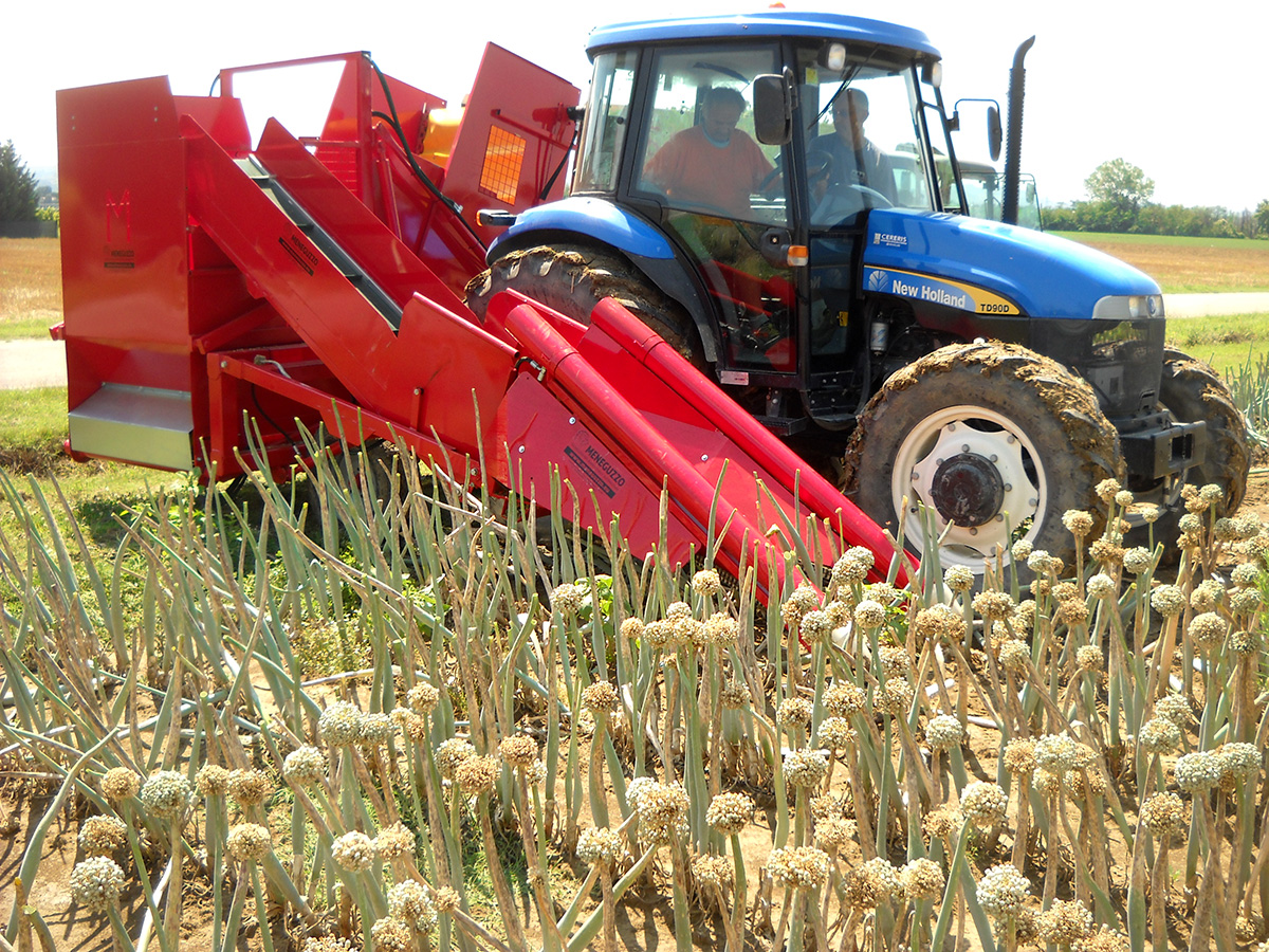 The Meneguzzo seed onion harvesting machine